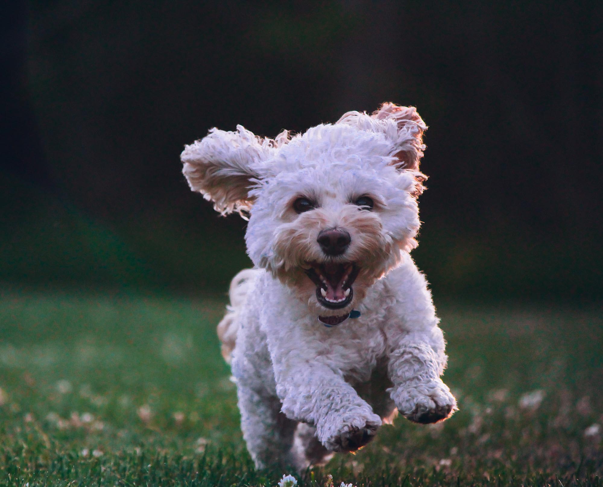 Att tänka på när du ska köpa hund | Djurskyddsmyndigheten.se